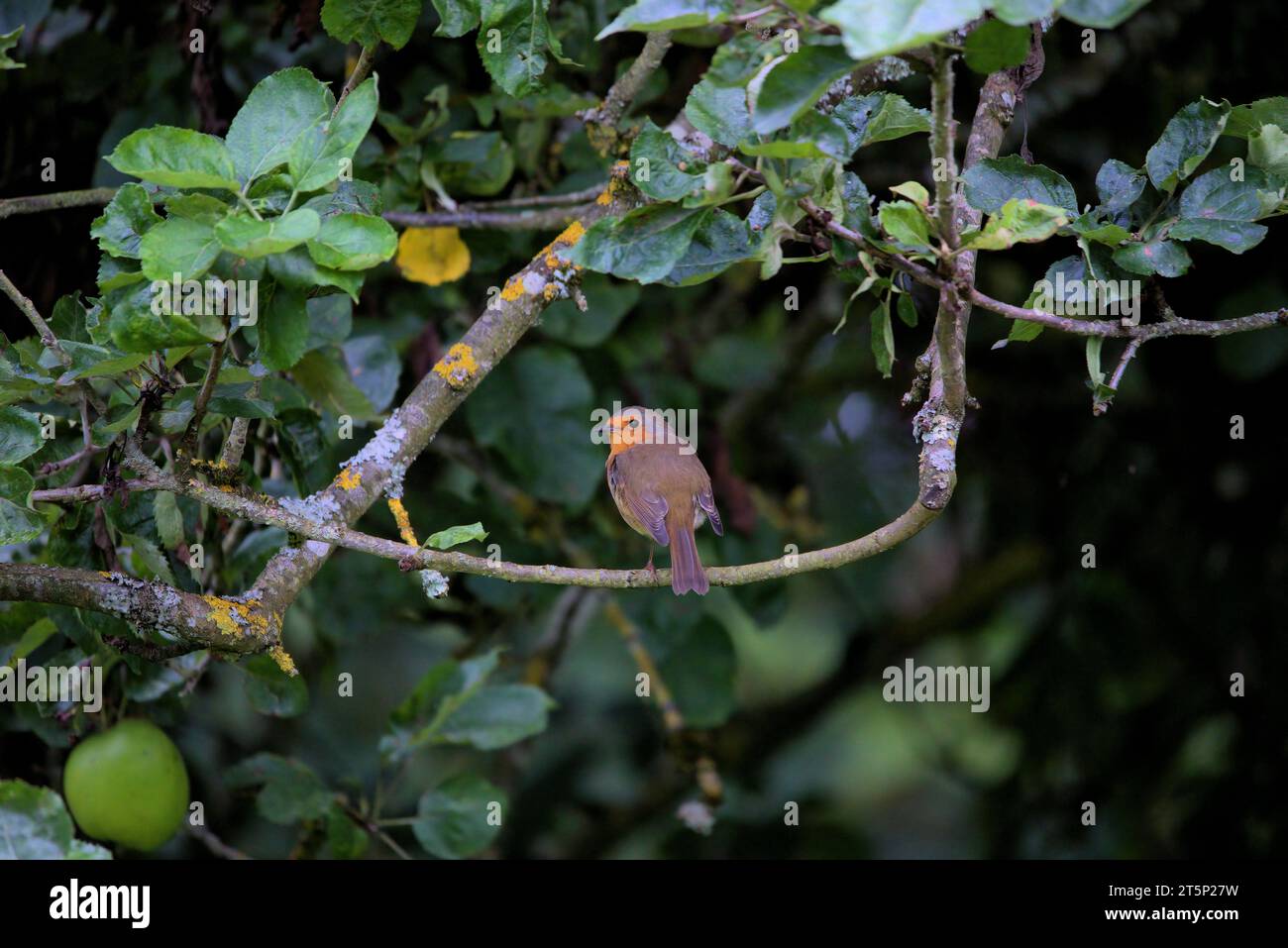 Robin in tree hi-res stock photography and images - Alamy