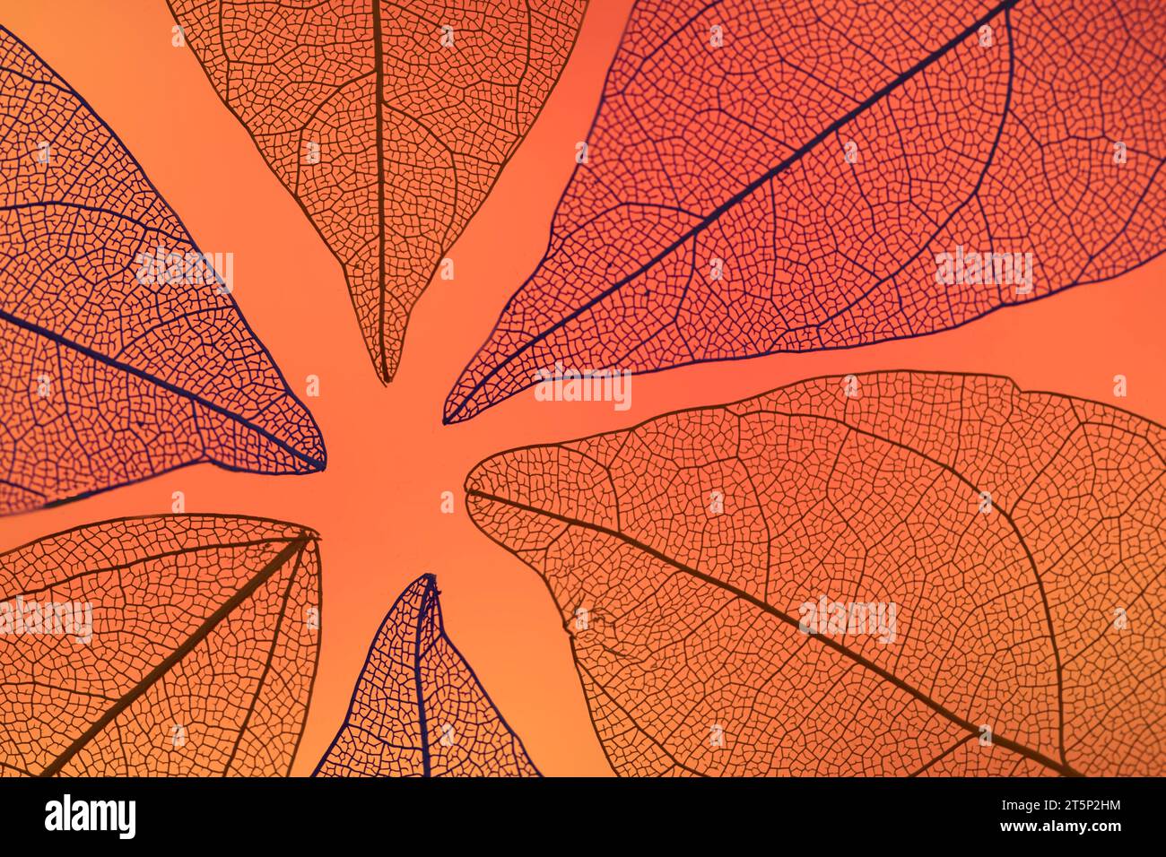 Abstract depiction of plant leaves hi-res stock photography and images ...