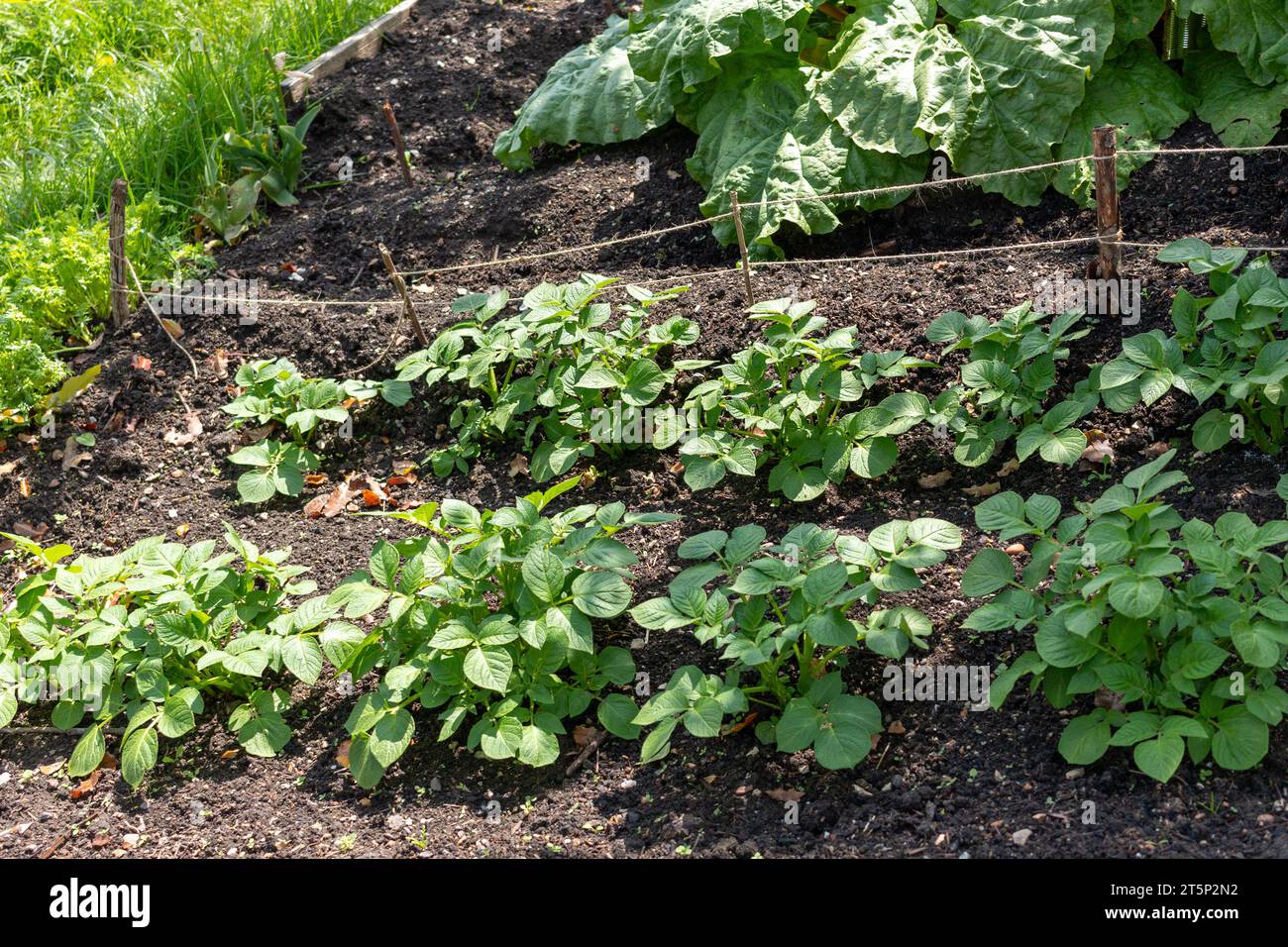 Two rows of British Queens (Solanum tuberosum) ,also known as Dublin ...
