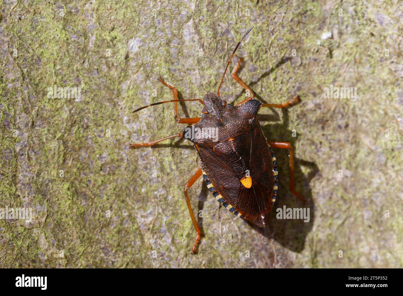 Rotbeinige Baumwanze, Pentatoma rufipes, forest bug, red-legged ...