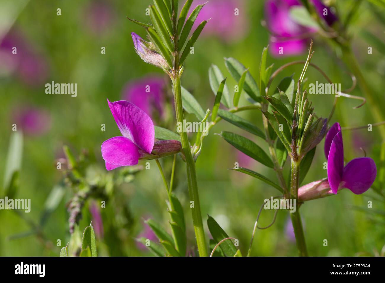 Common vetch hi-res stock photography and images - Alamy
