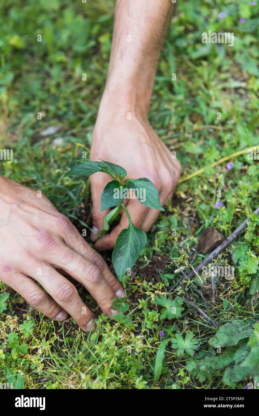Crop hands planting seedling Stock Photo - Alamy