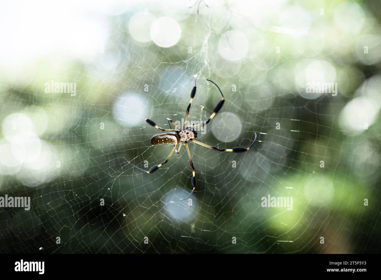 Exotic spider web closeup Stock Photo - Alamy