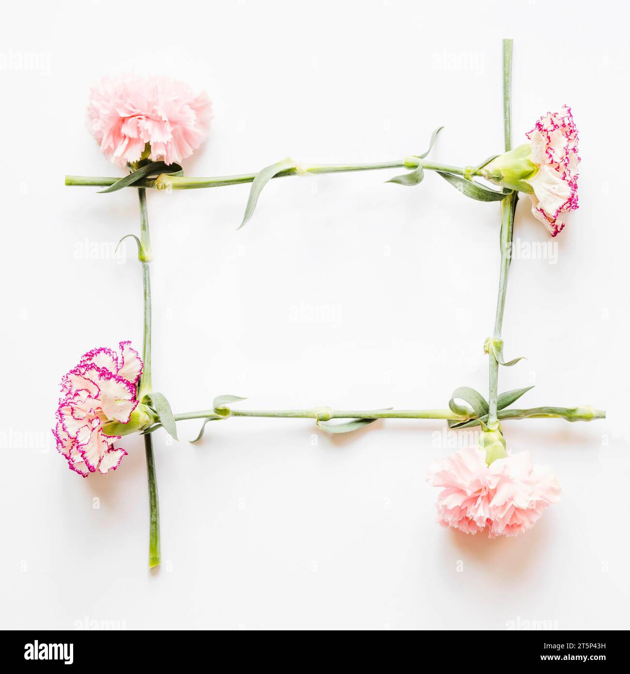Frame from carnations Stock Photo - Alamy