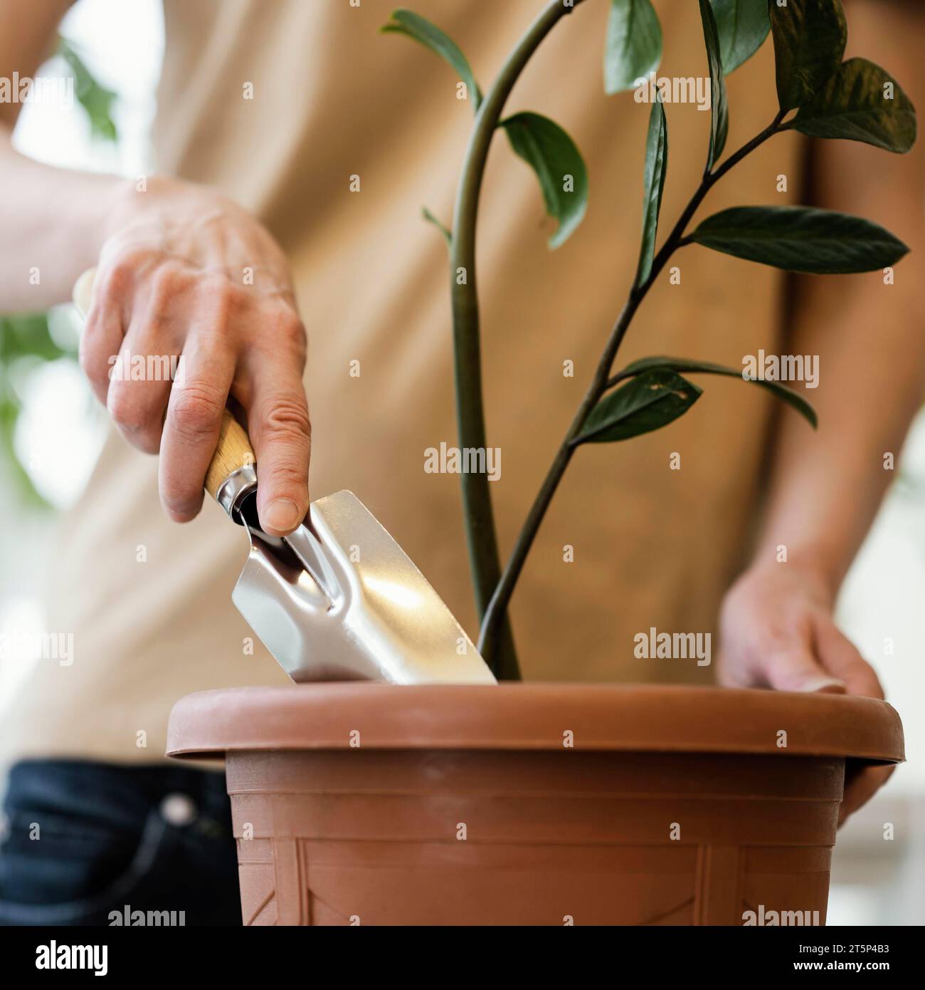 Front view woman using trowel indoor plant Stock Photo - Alamy