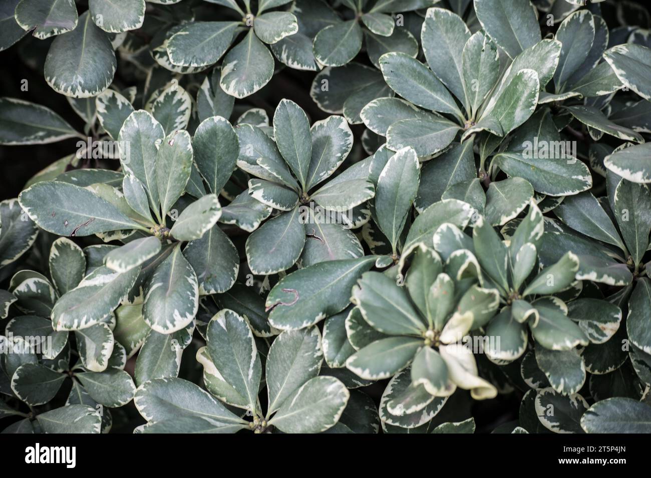 Outdoors shot spring leaves hi-res stock photography and images - Alamy