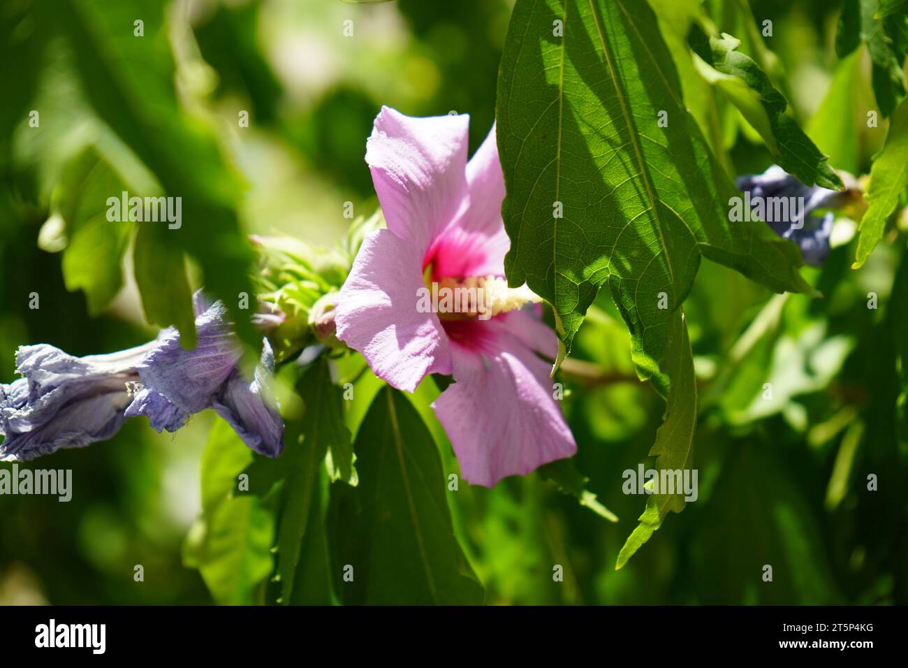 Rose of Sharon (Hibiscus syriacus) is deciduous shrub, upright and vase ...