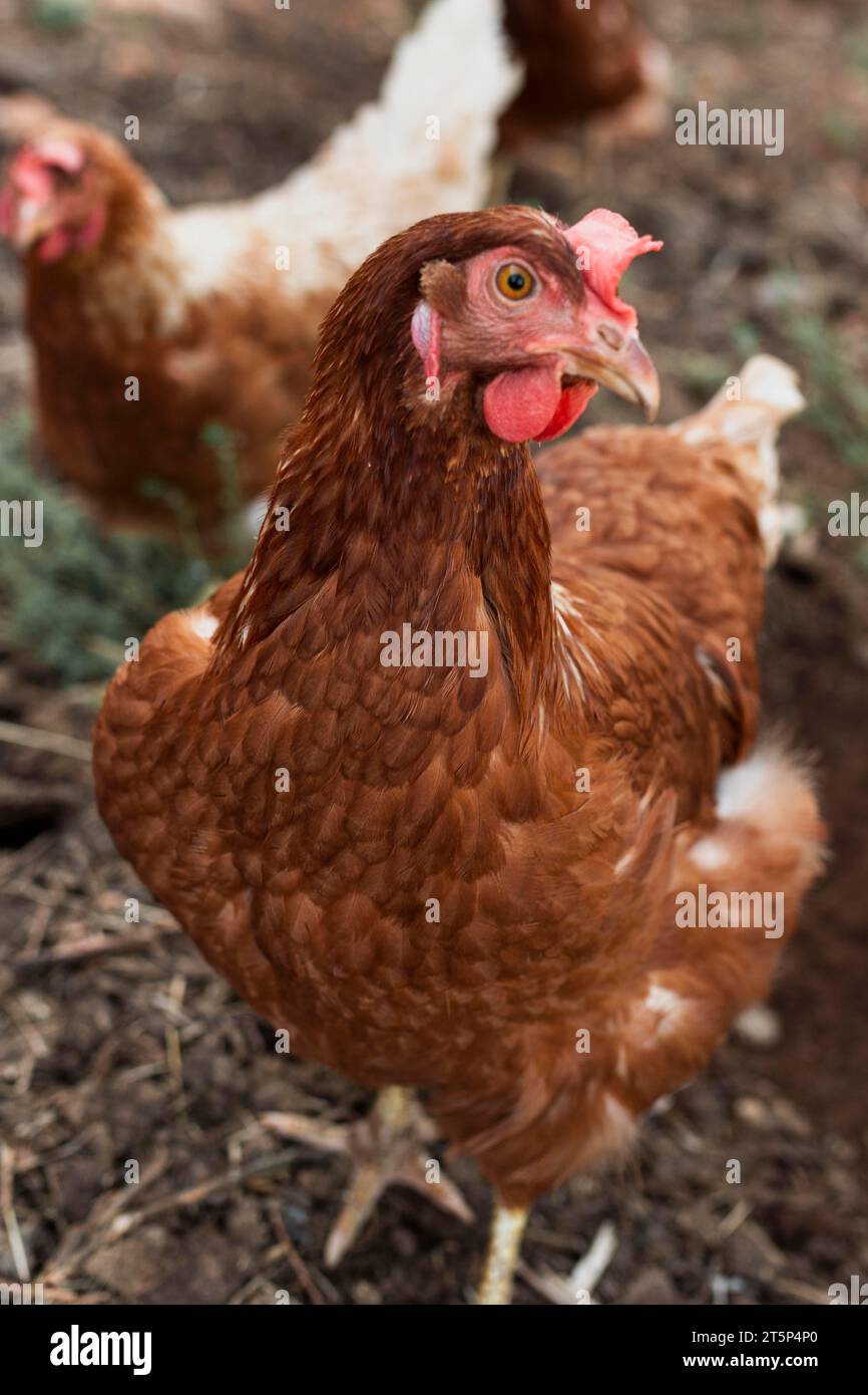 Hens looking food coop Stock Photo - Alamy