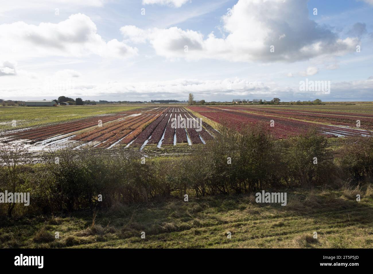 Rain flooded fields at Hesketh Bank between Preston and Southport ...