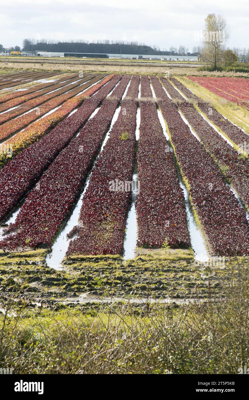 King charles english coast path hi-res stock photography and images - Alamy