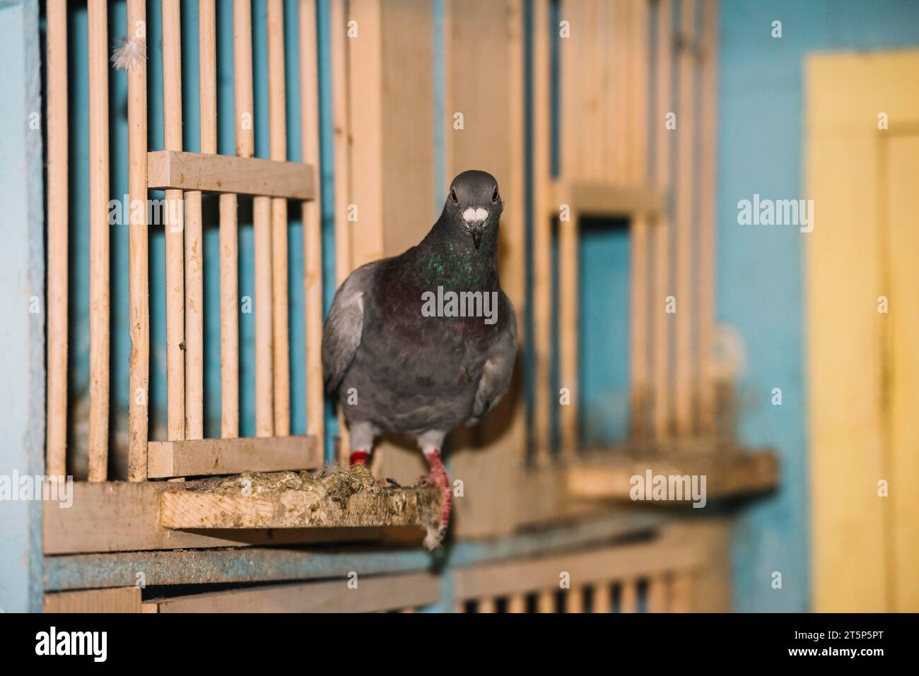 Avian pigeon hi-res stock photography and images - Alamy