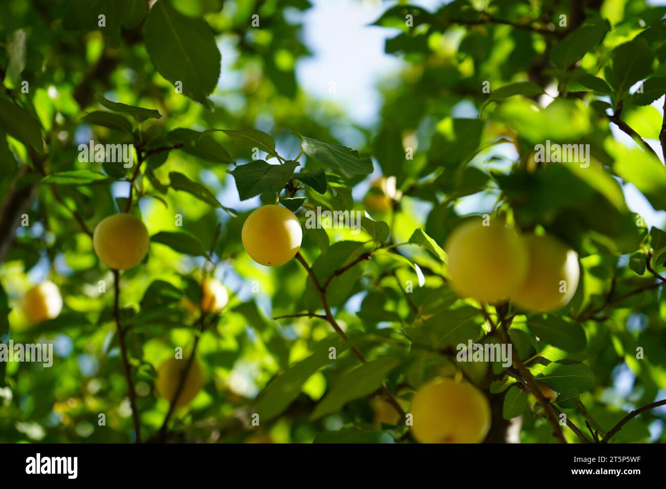 Hog plum hi-res stock photography and images - Alamy