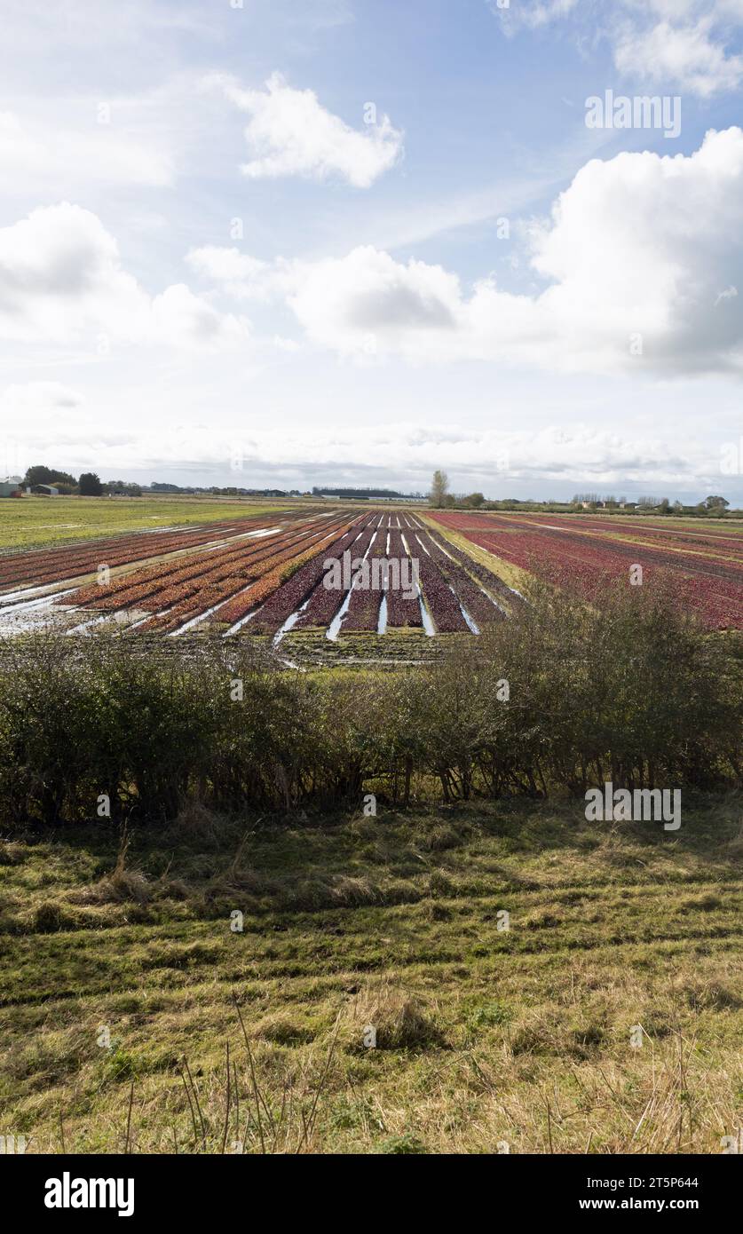 Rain flooded fields at Hesketh Bank between Preston and Southport ...