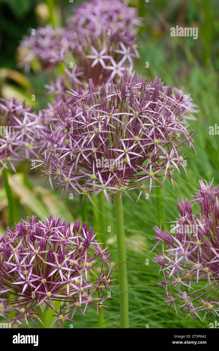 Star of persia blooms hi-res stock photography and images - Alamy