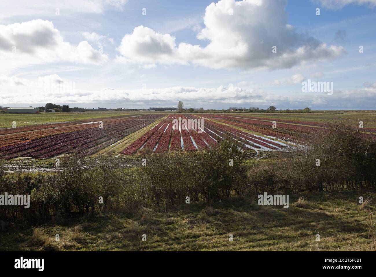Rain flooded fields at Hesketh Bank between Preston and Southport ...