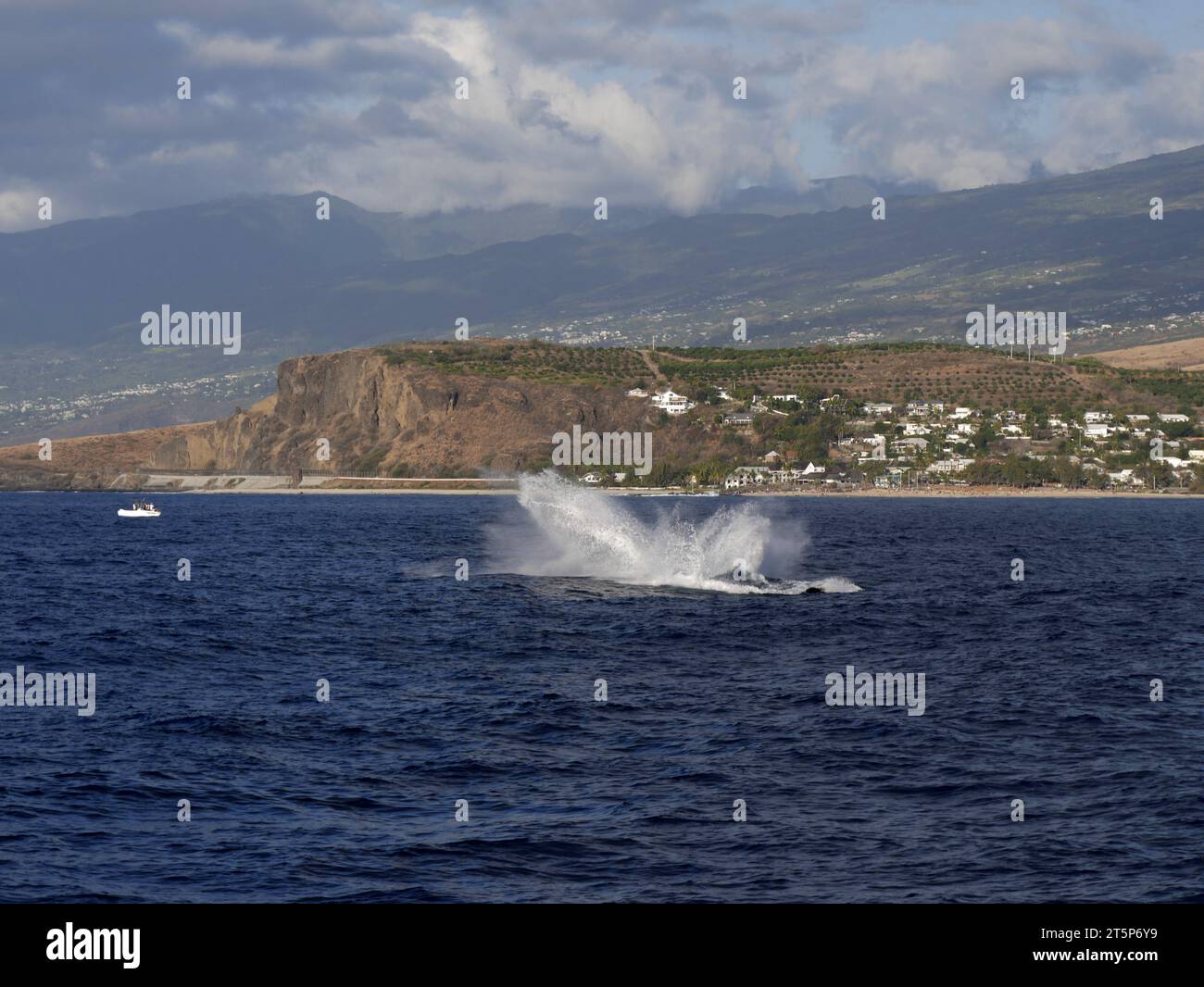 A big splash in the Indian ocean after a humpback whale jumped in the ...
