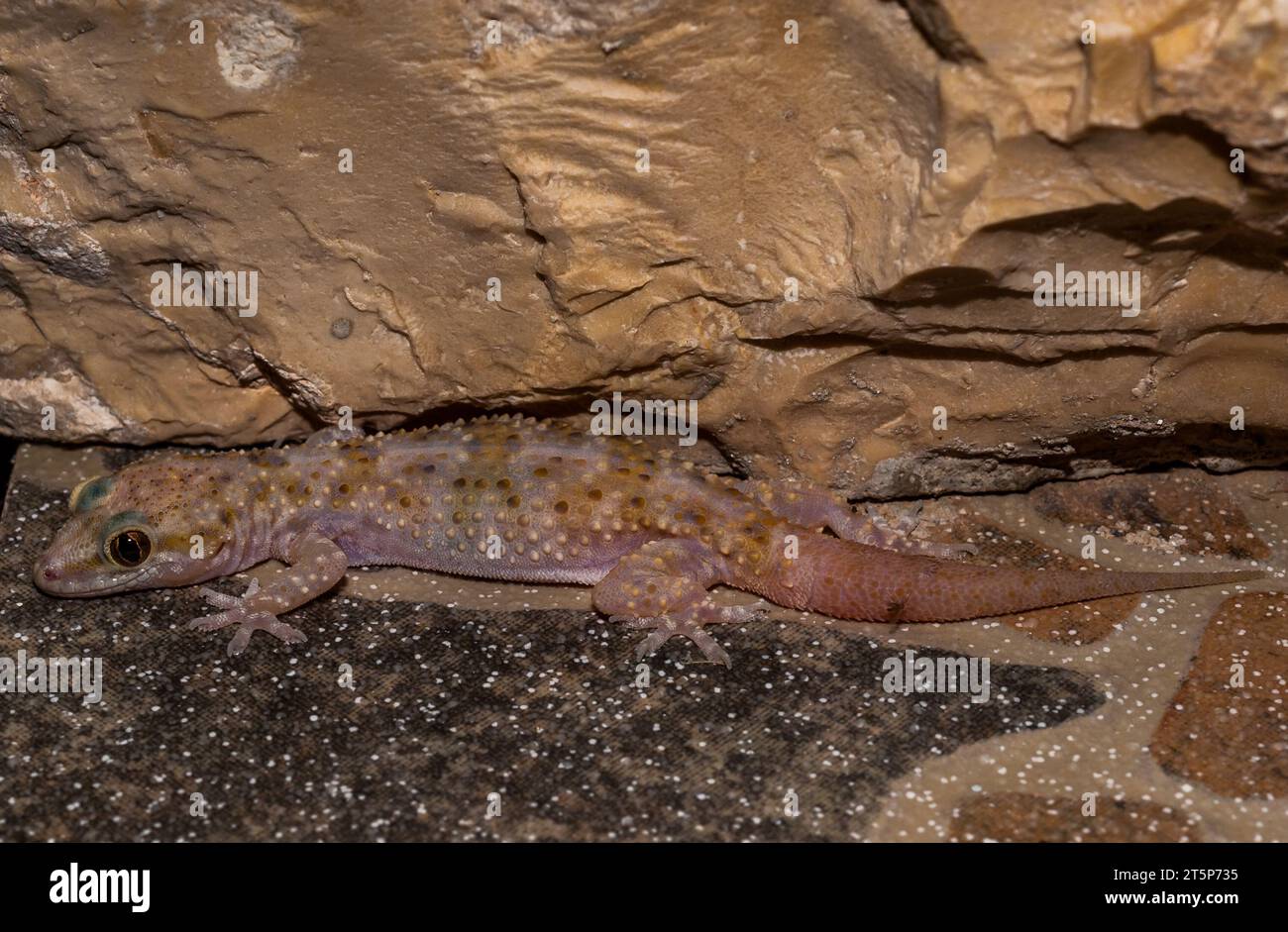 Cyprus fauna hi-res stock photography and images - Alamy