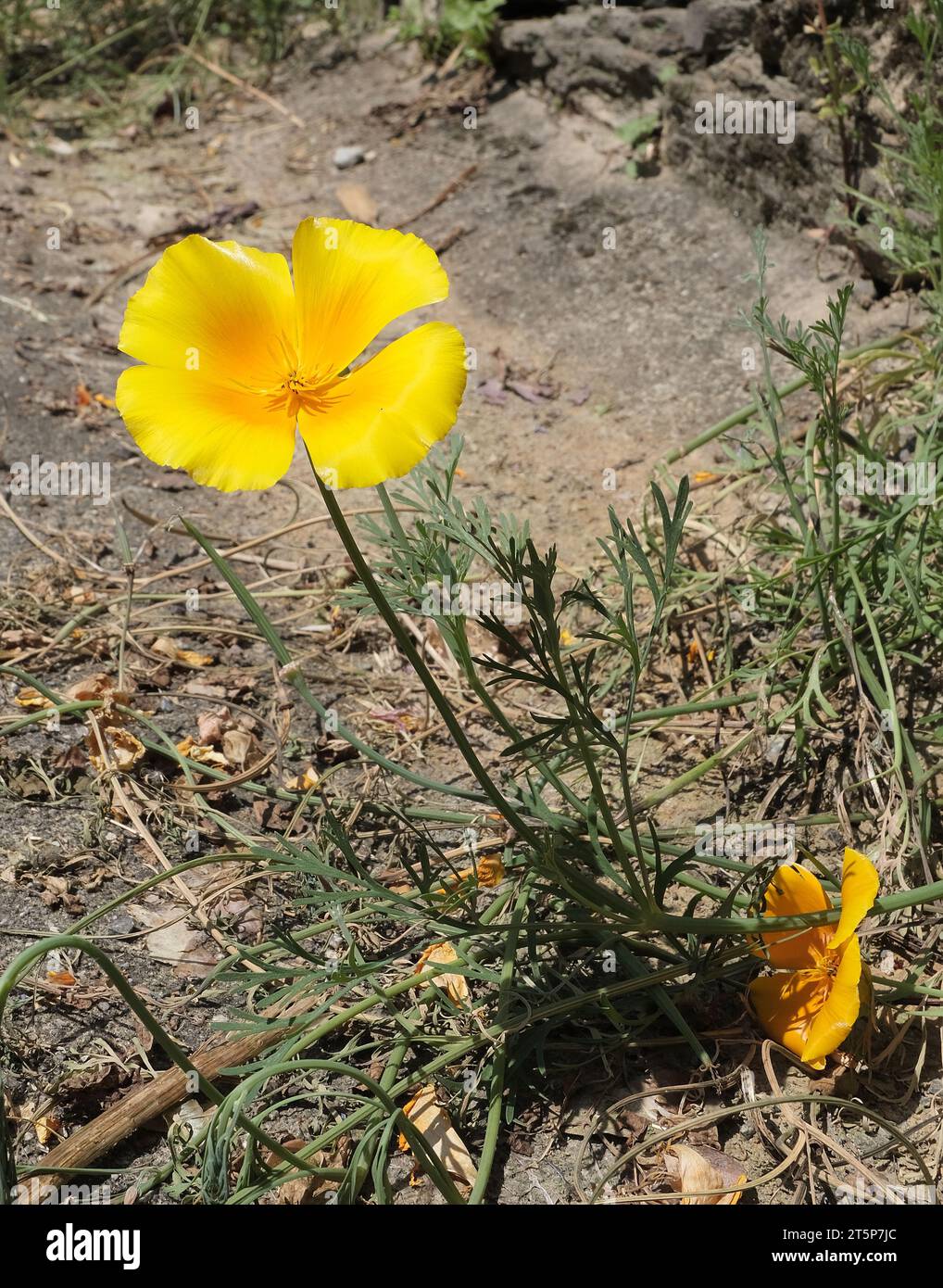 Wild flowers. Mostly shot in forests, plains, old cities, and a few on ...