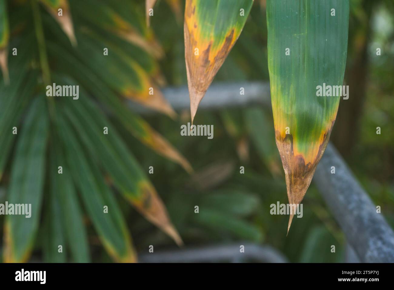 Close up weathered leaves plant Stock Photo - Alamy