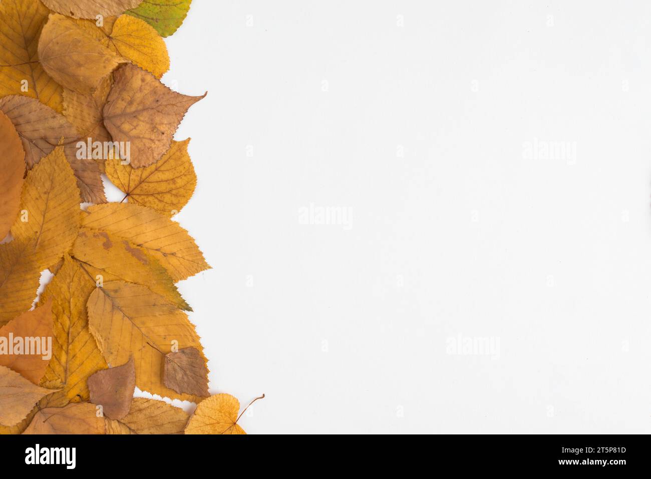 Autumn tree yellow leaves rotate hi-res stock photography and images ...