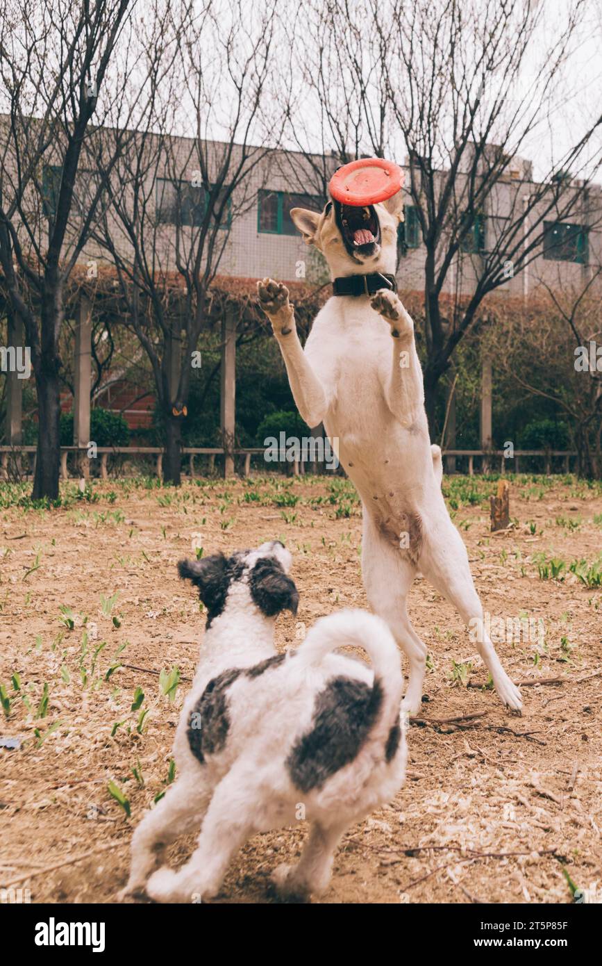 Dogs playing outside hi-res stock photography and images - Alamy