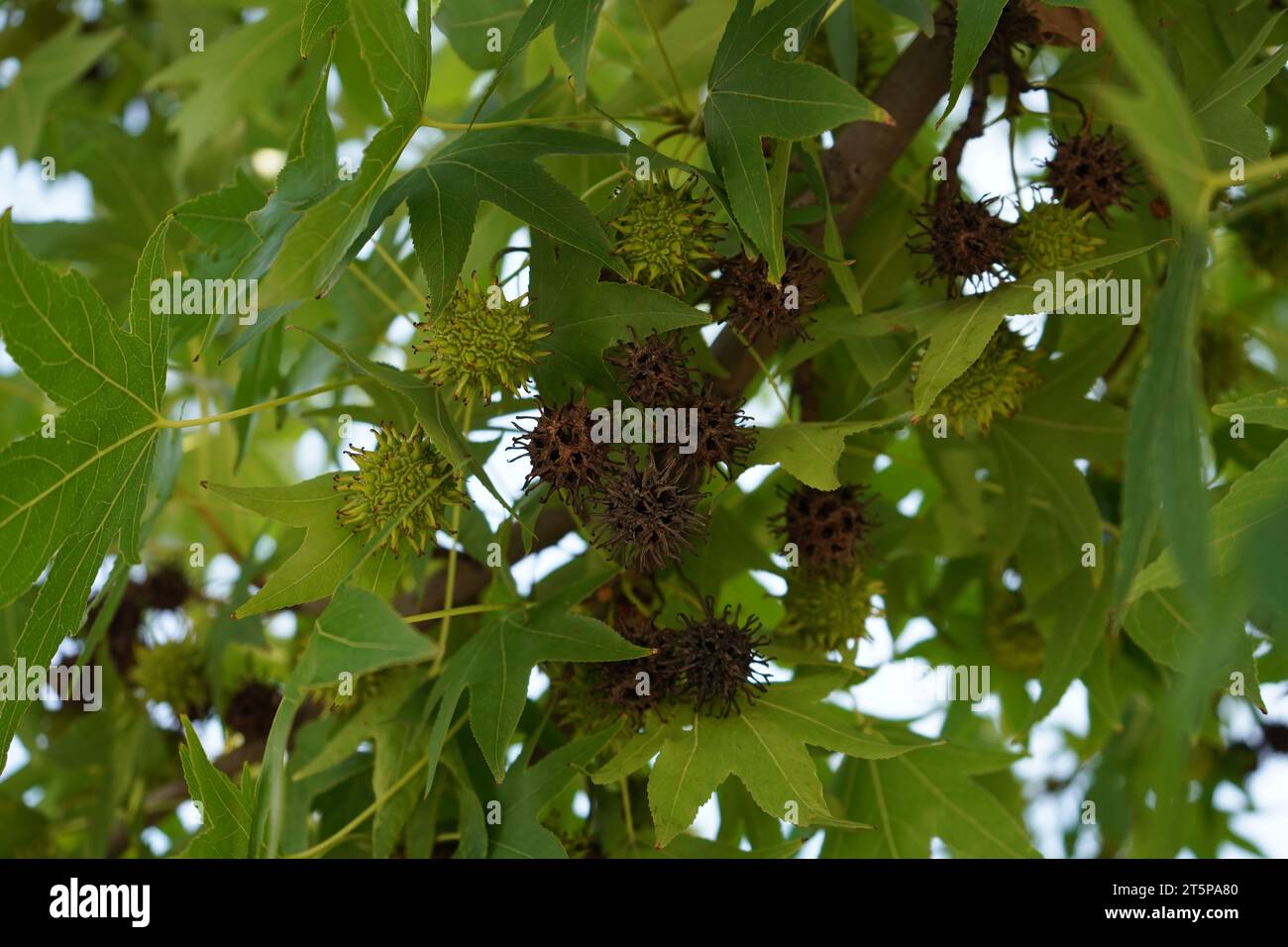 Oriental sweetgum or Turkish sweetgum(Liquidambar orientalis Stock ...