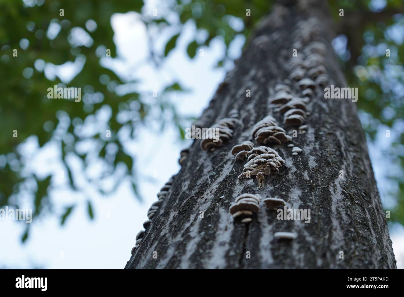 Split gill(Schizophyllum commune) is a species of fungus. A close shot ...
