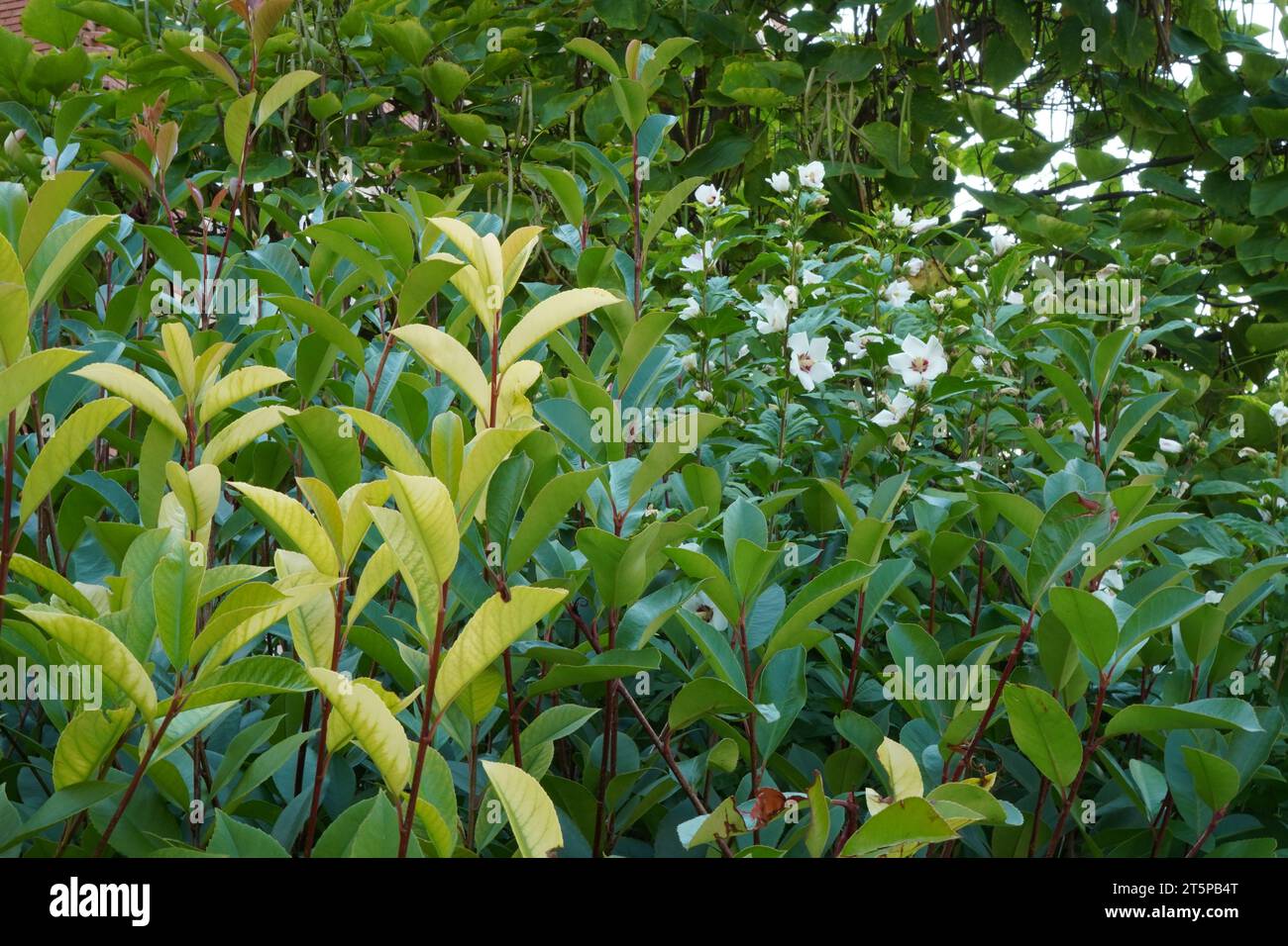 The halberd-leaf rosemallow (Hibiscus laevis Stock Photo - Alamy