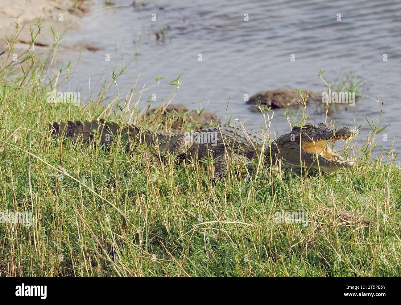 Nile crocodile, Nilkrokodil, Crocodile du Nil, Crocodylus niloticus ...
