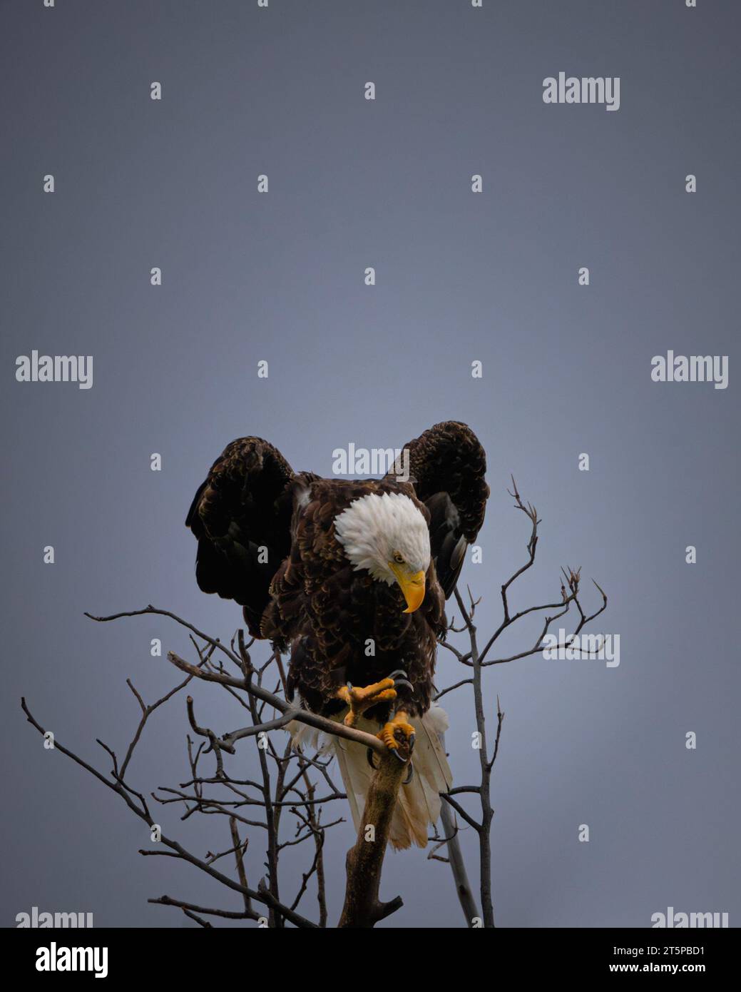 Eagle vigilance hi-res stock photography and images - Alamy