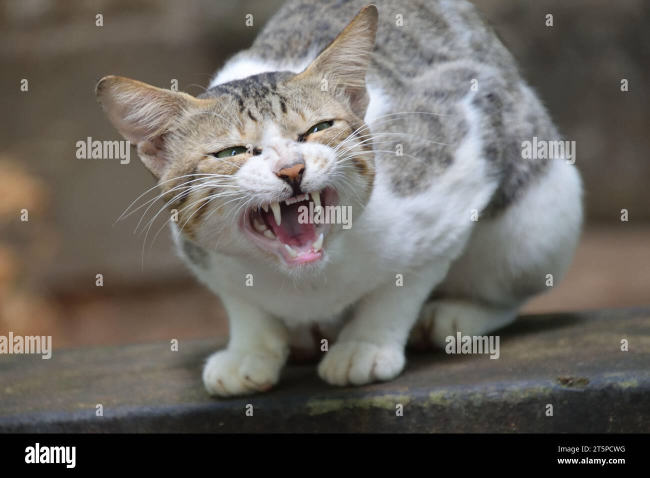 Angry cat hi-res stock photography and images - Alamy