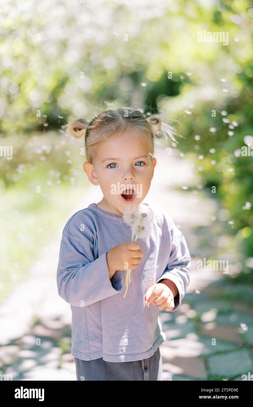 Little girl surrounded by flying fluff blows on dandelions in her hand ...