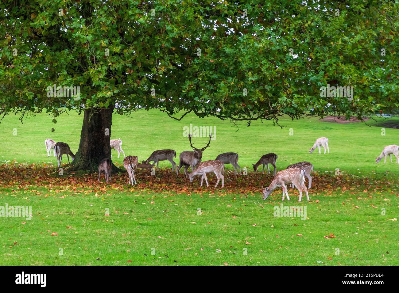 Ripley is a picturesque estate village near Harrogate, best-known as ...