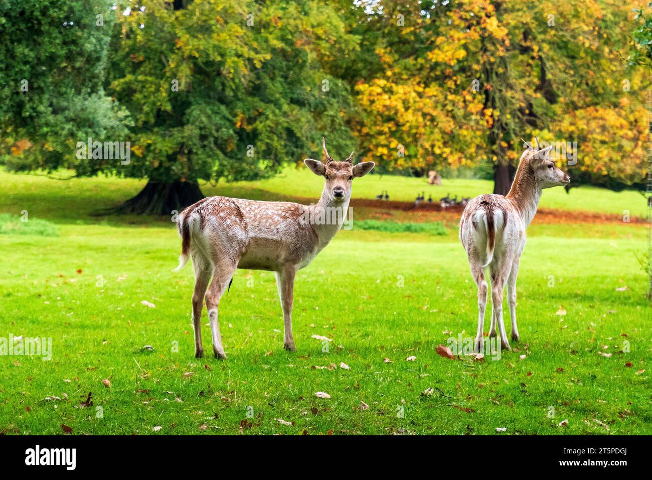 Ripley is a picturesque estate village near Harrogate, best-known as ...