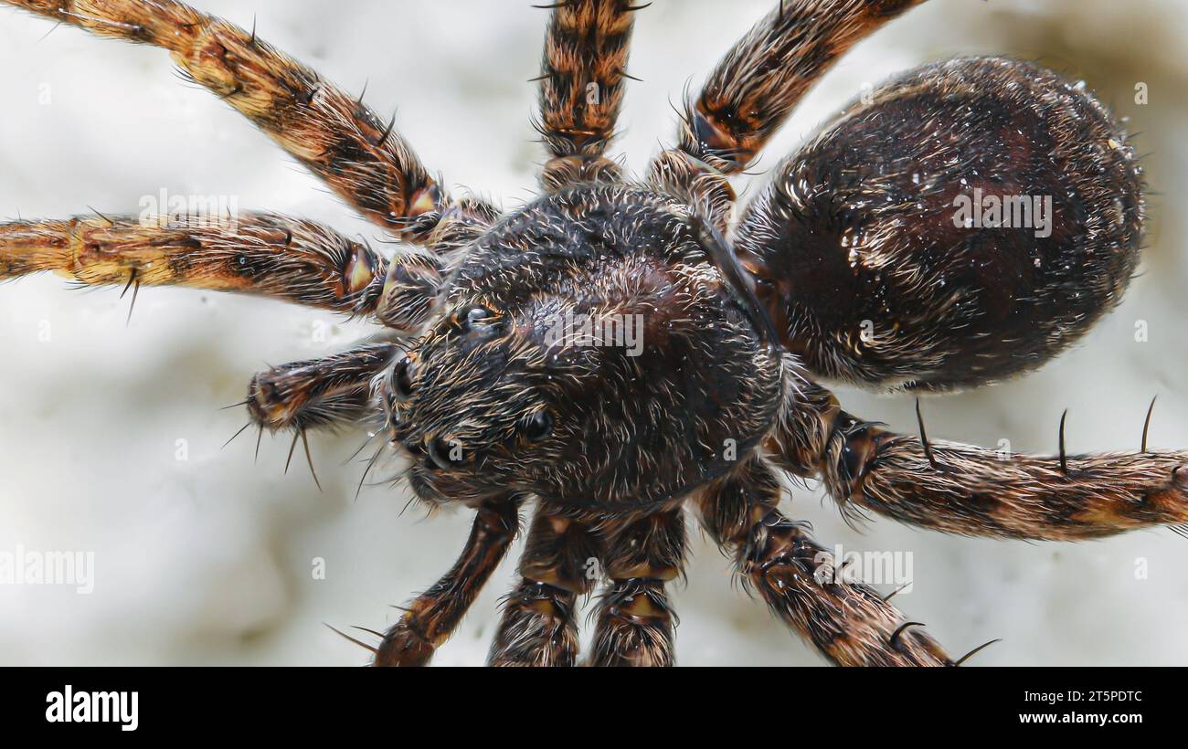 Wolf spider australia hi-res stock photography and images - Alamy