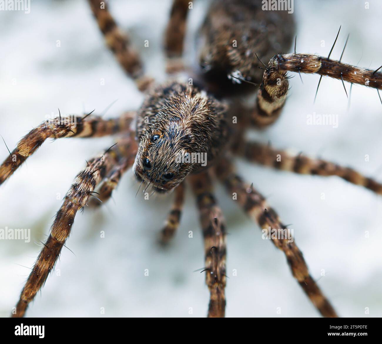Spider top view hi-res stock photography and images - Alamy