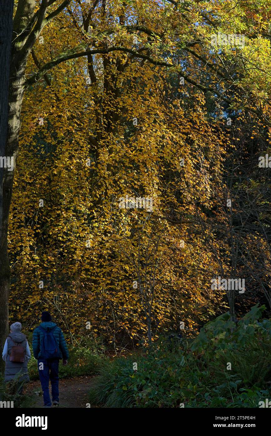 Two people are walking in the daylight on a forest path towards a tall ...