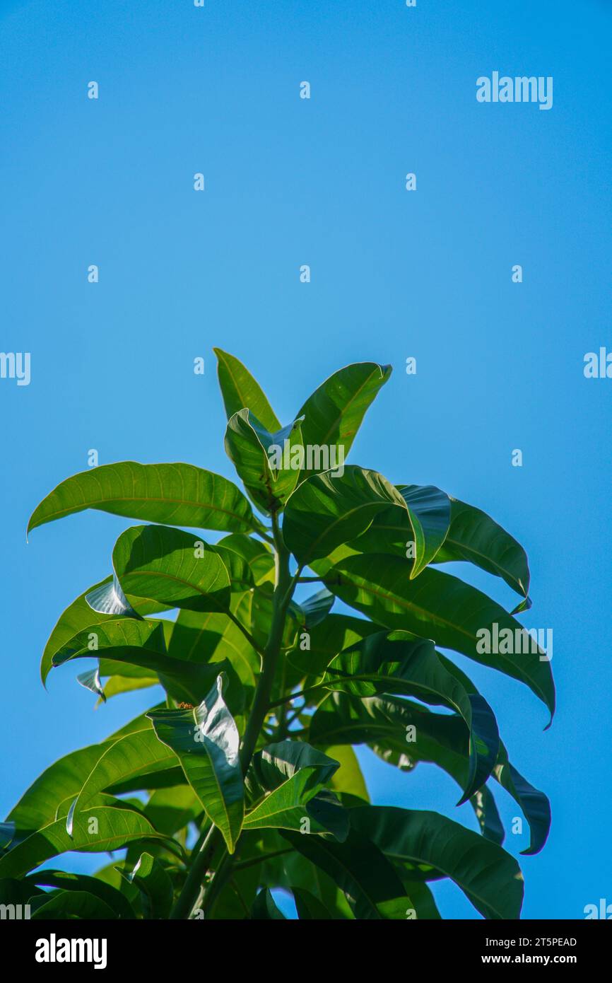 Mango tree branch with green leaves on blue sky background Stock Photo ...