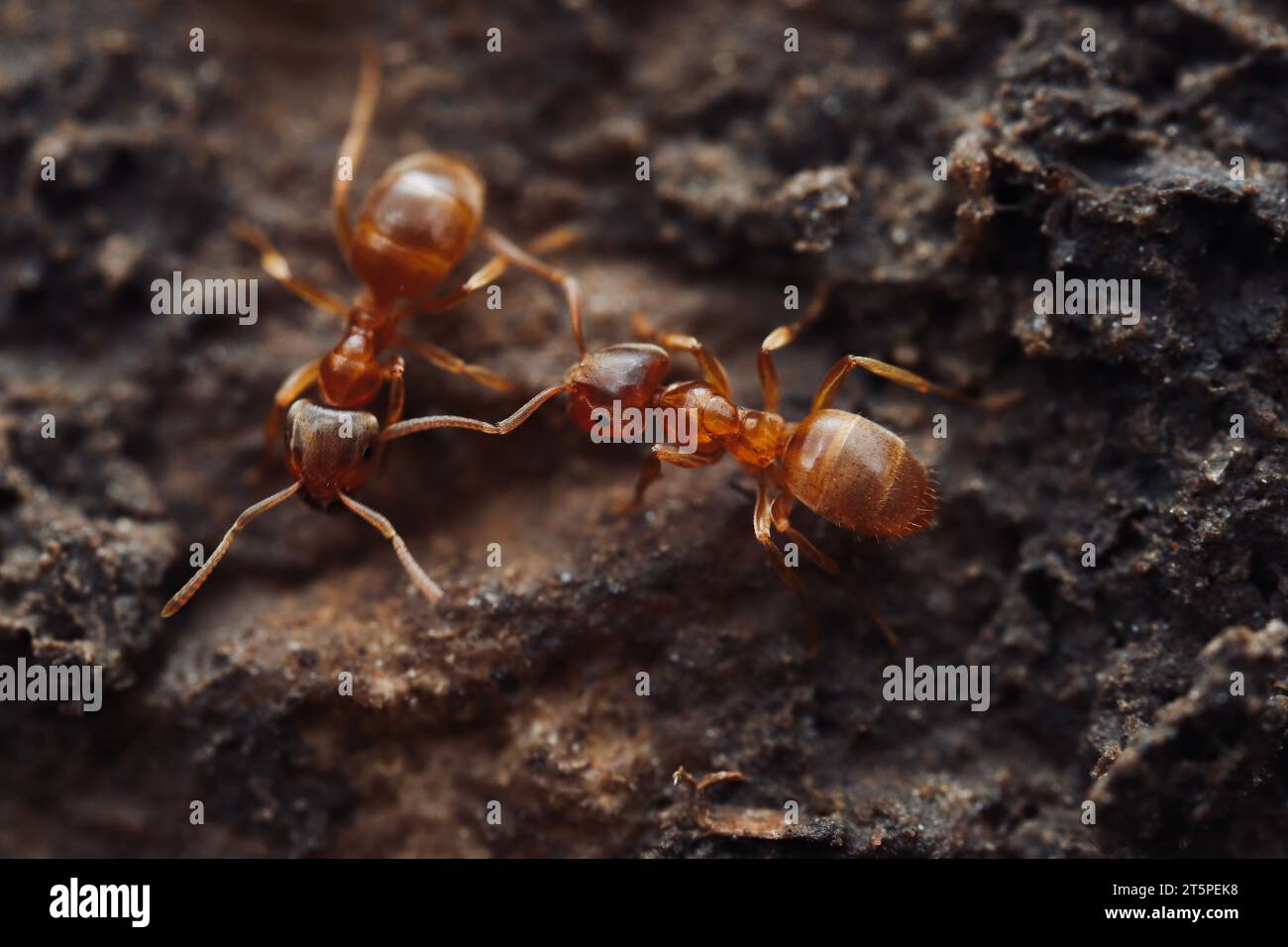 Red Fire ants. Close up top view. From above Stock Photo - Alamy