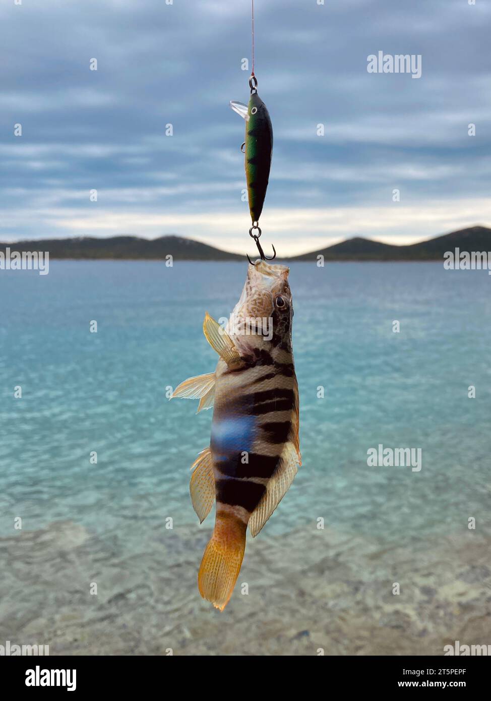 Small fish on a hook. Sea in the background. Hobby fishing. Adriatic ...