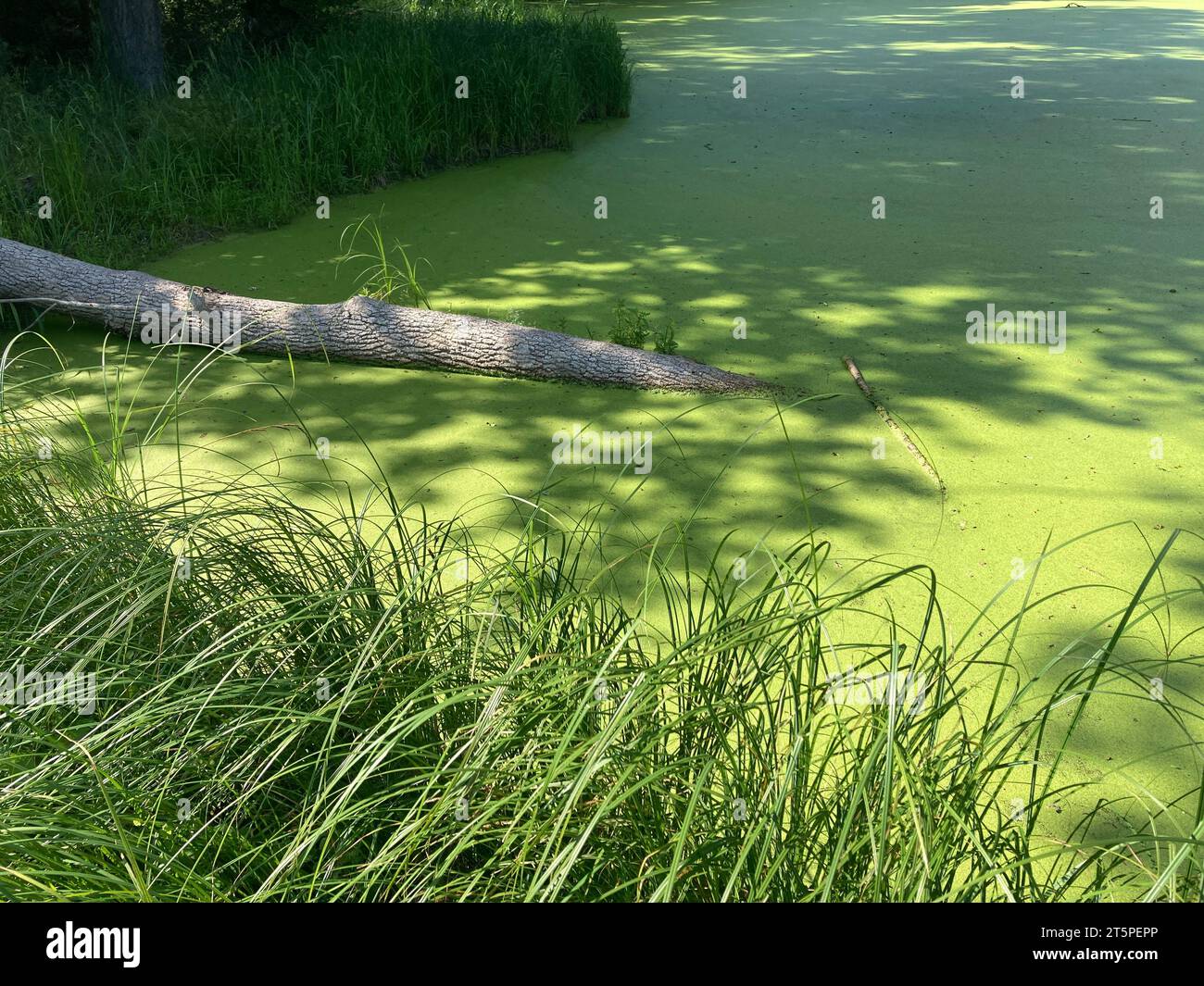 Green pond in the forest. Beautiful summer scenery. Bad water quality ...