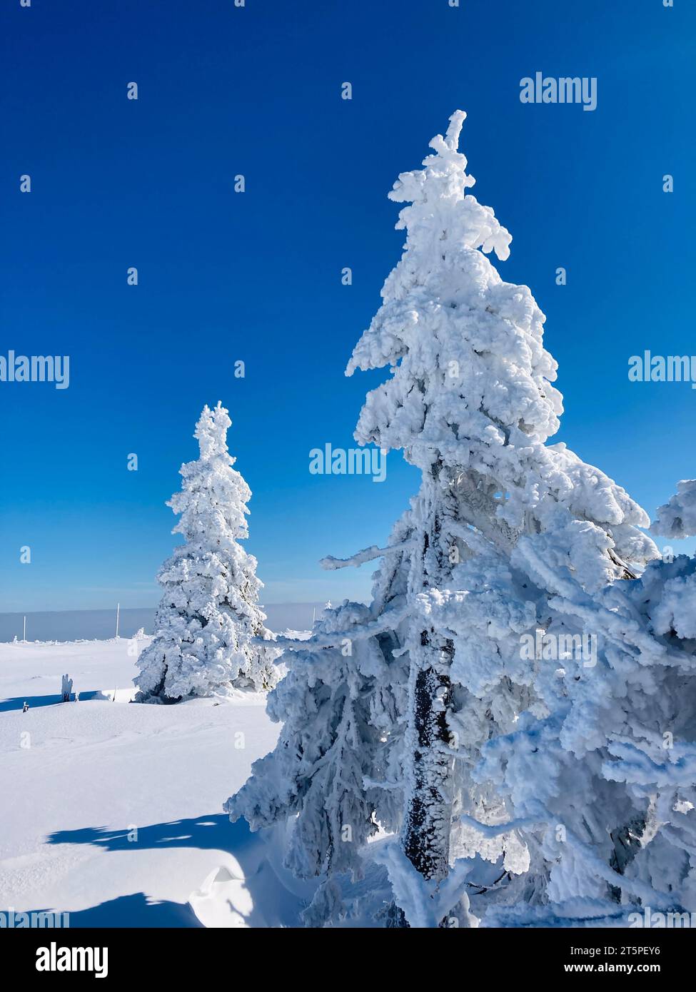 Tree covered in windy snow on a mountain top in Jeseníky. Summit of ...