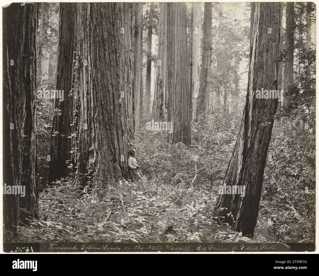 Big Basin Redwoods Forest, Andrew P. Hill, 1900 - 1922 Stock Photo - Alamy