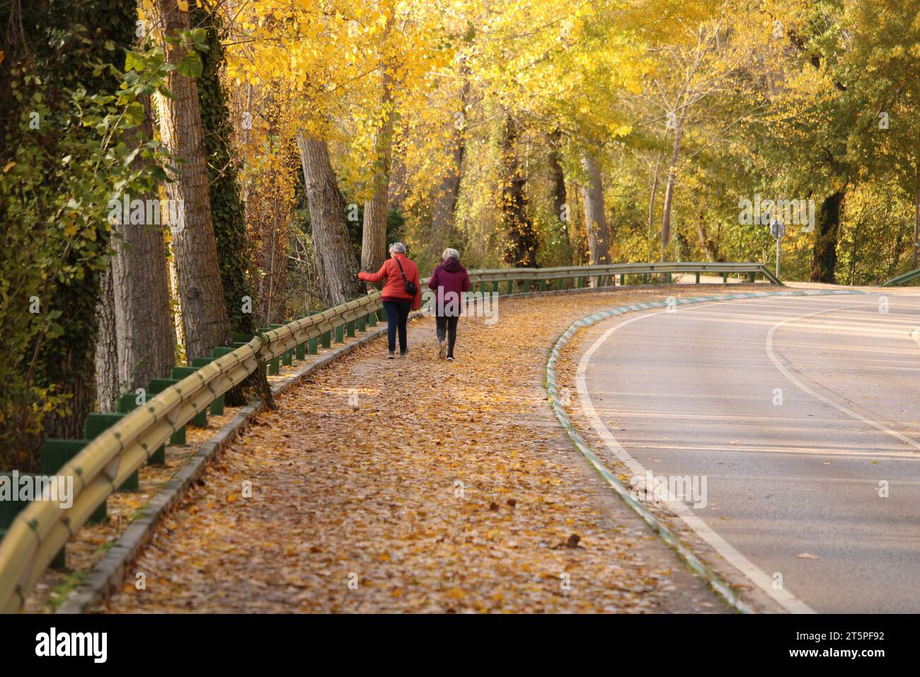 Arbol arboles bosque naturaleza hi-res stock photography and images - Alamy