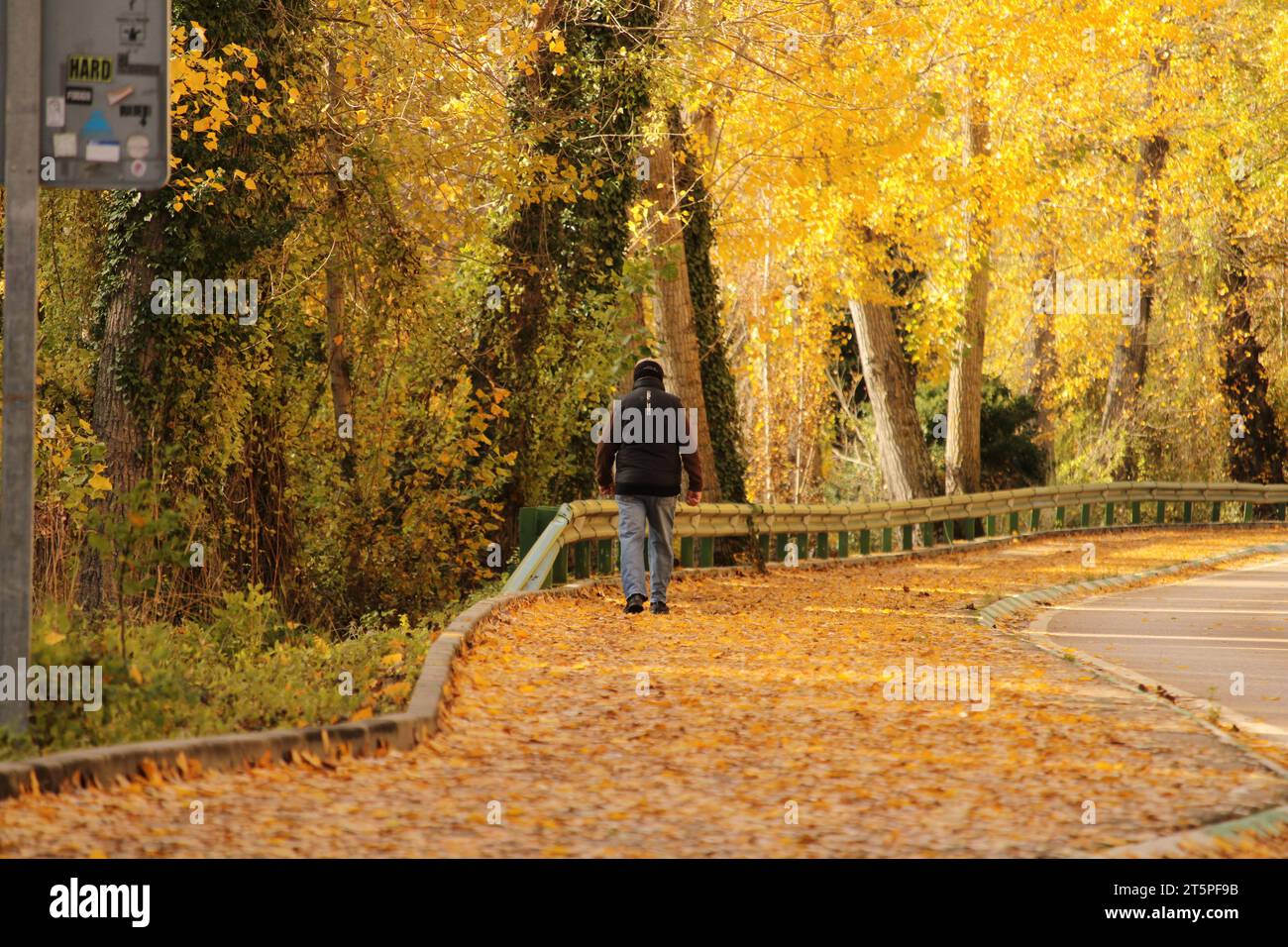 Hojas caídas de árboles hi-res stock photography and images - Alamy