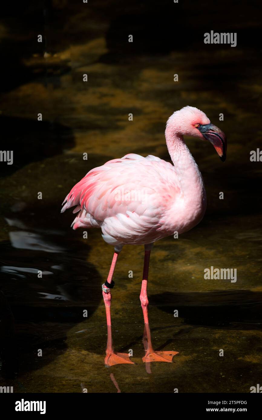 Flamingo eating and standing Stock Photo - Alamy