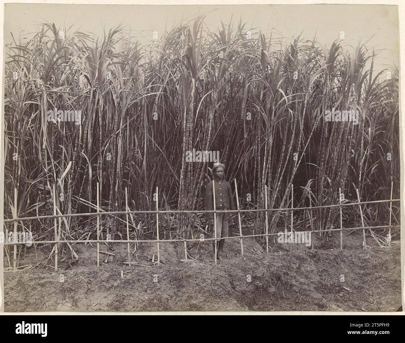 Sugar contract hi-res stock photography and images - Alamy