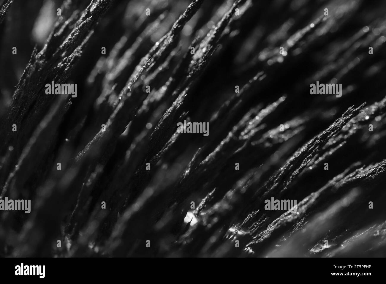 Reaction of iron dust to a strong magnet. Isolated. Visualisation of ...