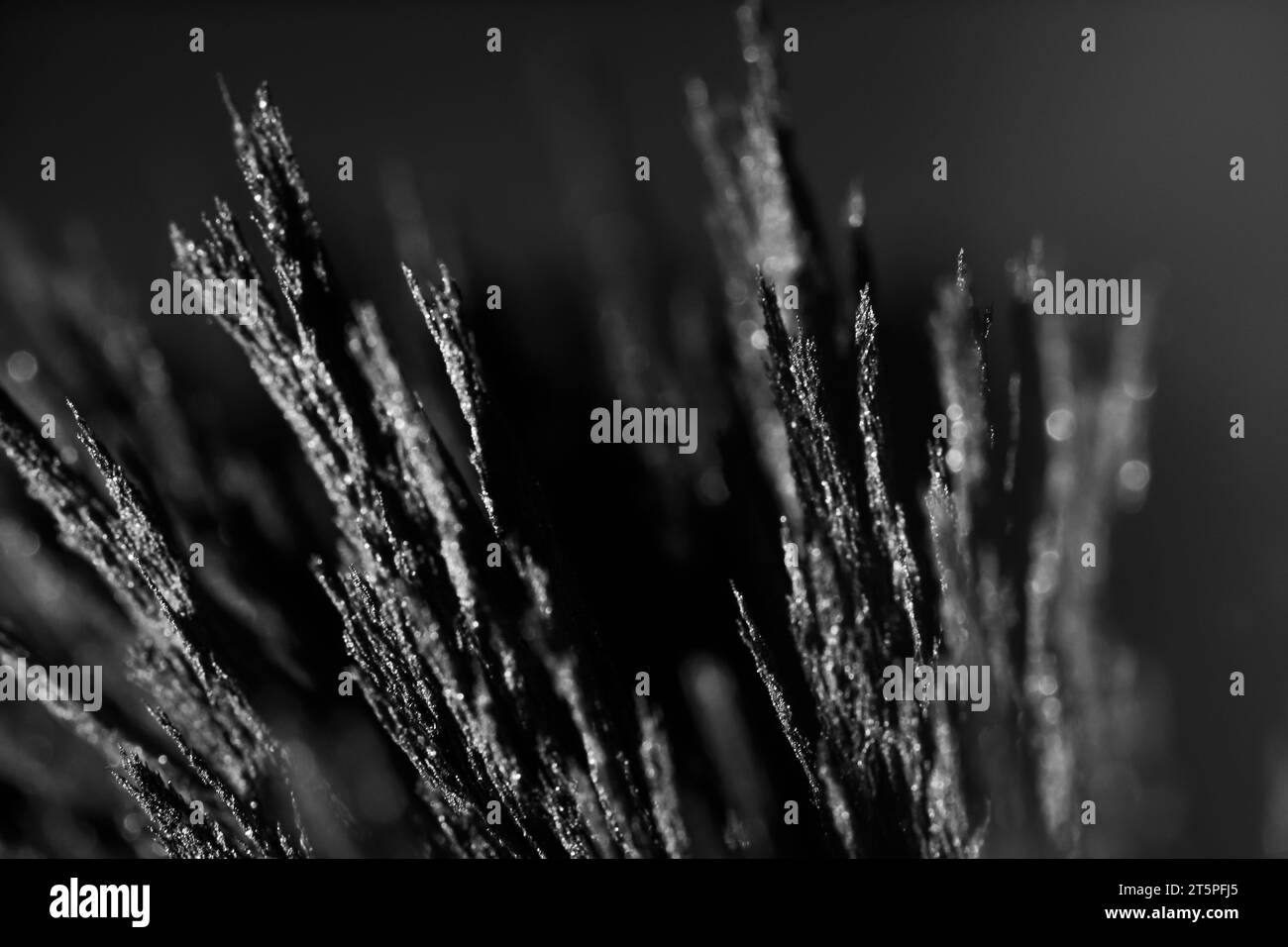Reaction of iron dust to a strong magnet. Isolated. Visualisation of ...