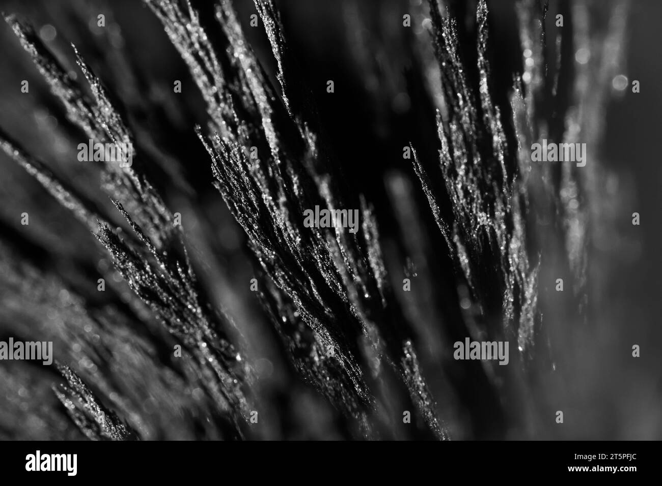 Reaction of iron dust to a strong magnet. Isolated. Visualisation of ...